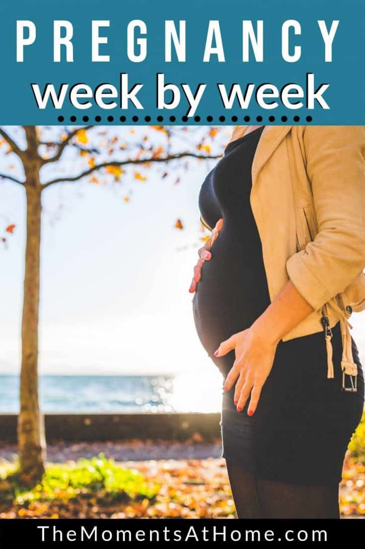Your Week By Week Look At Baby's Progress In Pregnacy